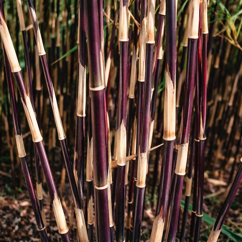 50 Purple Bamboo Privacy Garden Clumping Shade Screen Seeds - Etsy