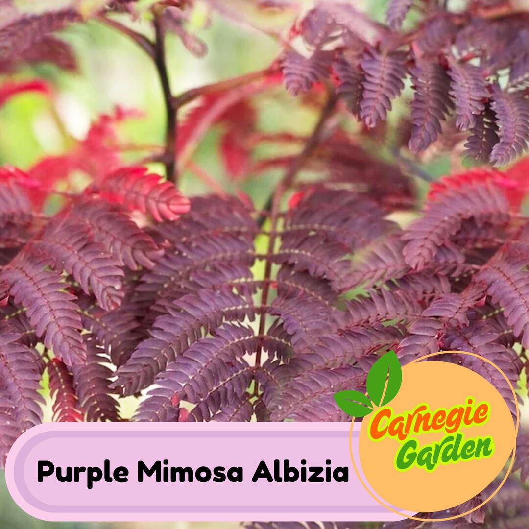 Albizia New Purplenull