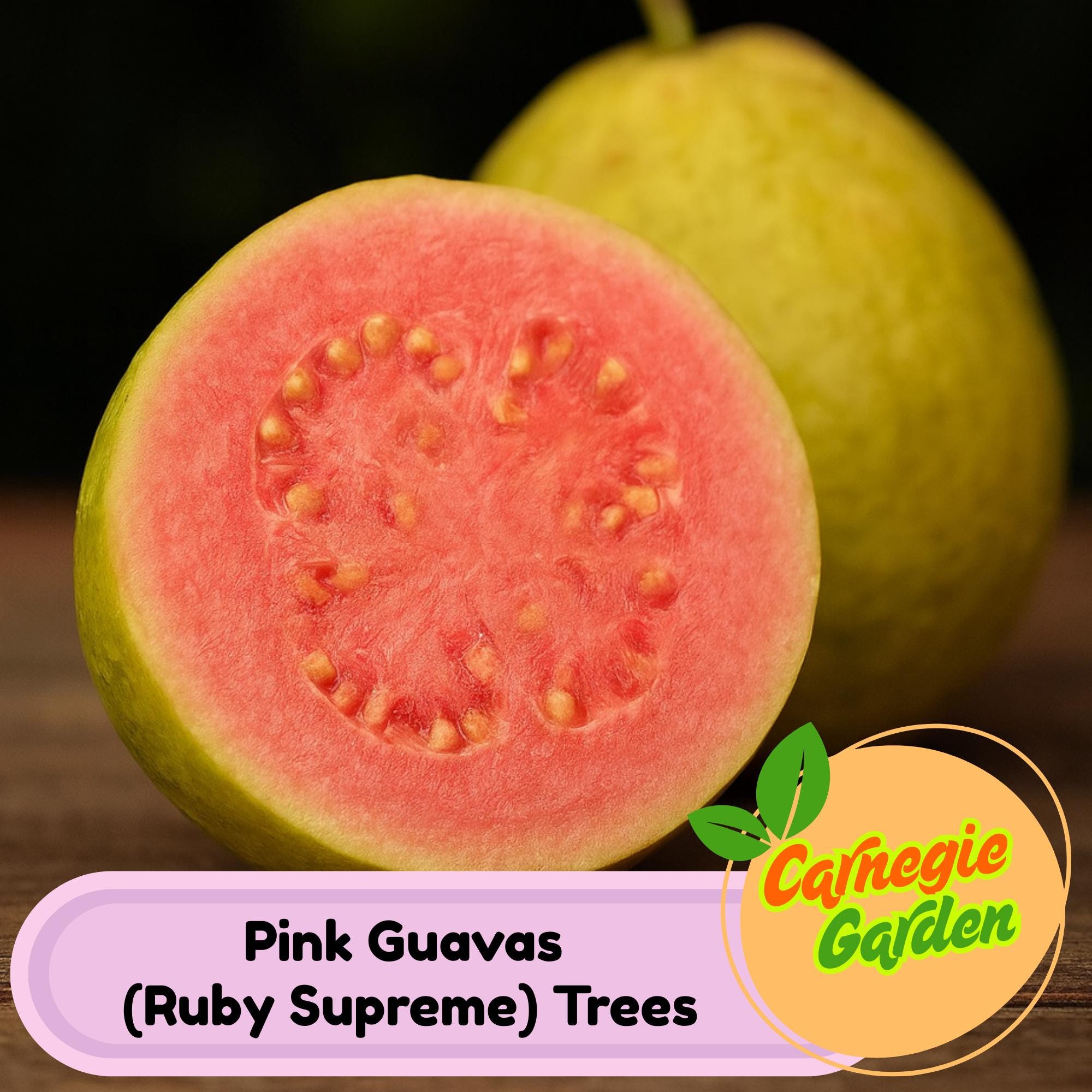 Ruby Supreme Pink Guava Tree - Tropical Fruit Plant - Etsy