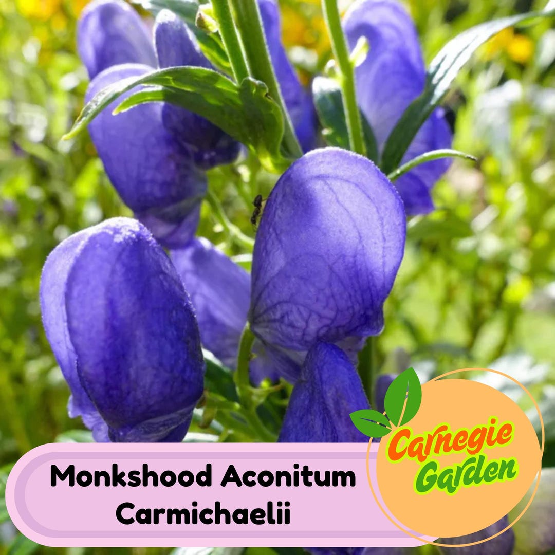 5 Monkshood Aconitum Carmichaelii Flower Seeds - Etsy