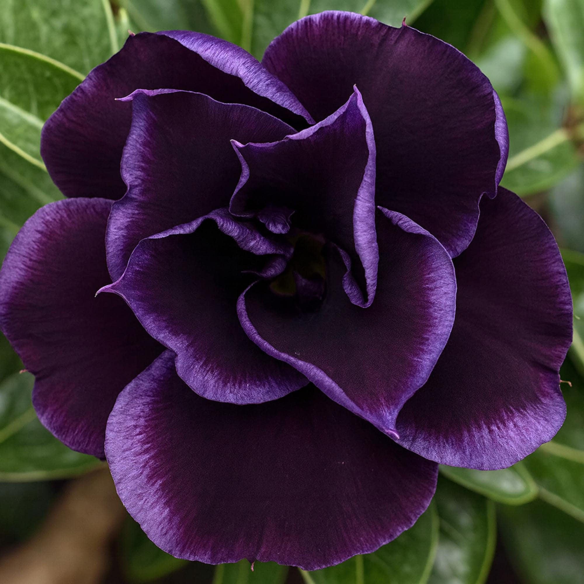 4 Dark Purple Desert Rose Adenium Obesum Perennial Flower Seeds - Etsy