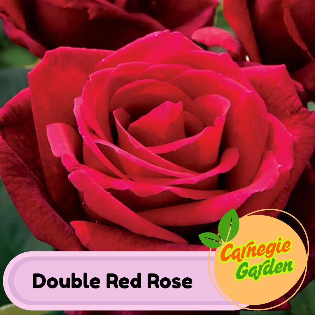 10 Double Red Rose Bush Perennial Flowers Seeds - Etsy