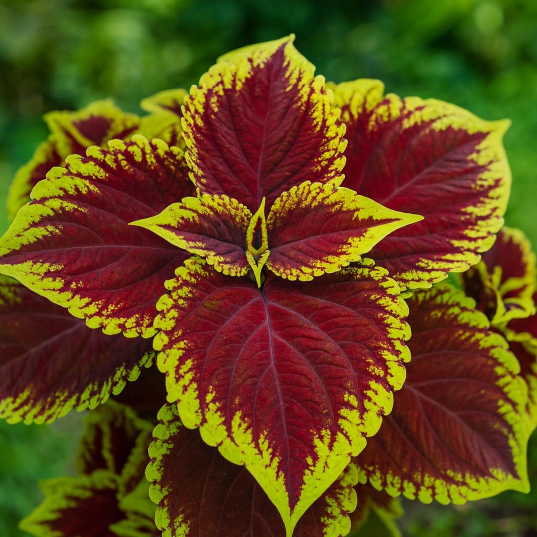 Kong Scarlet Coleus Seeds – Giant Red & Green Foliage Plant - Etsy
