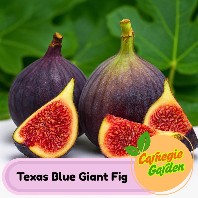Texas Blue Giant Fig Seeds: Rare Heirloom Fruit Tree - Etsy