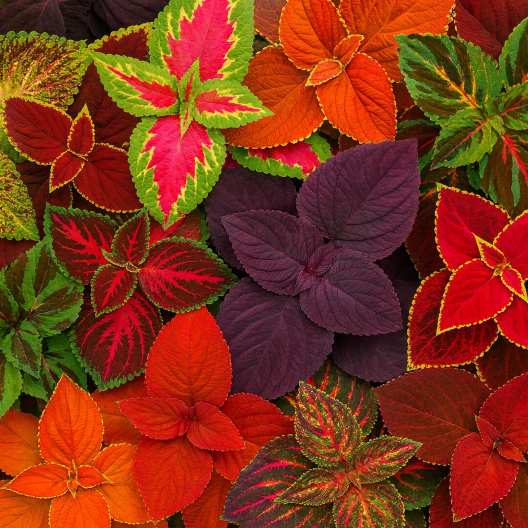 Giant Exhibition Mix Coleus Seeds: Vibrant Foliage Plant - Etsy