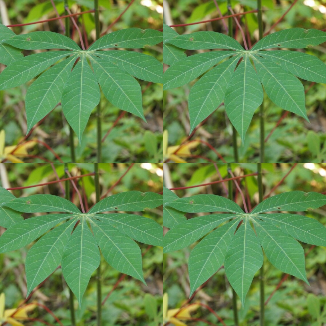 Cassava Manihot Yuca Tapioca Esculenta Seeds For Planting Get Etsy