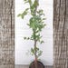Li Variety Chinese Jujube Tree: Exotic Fruit Tree for Your Garden - Etsy