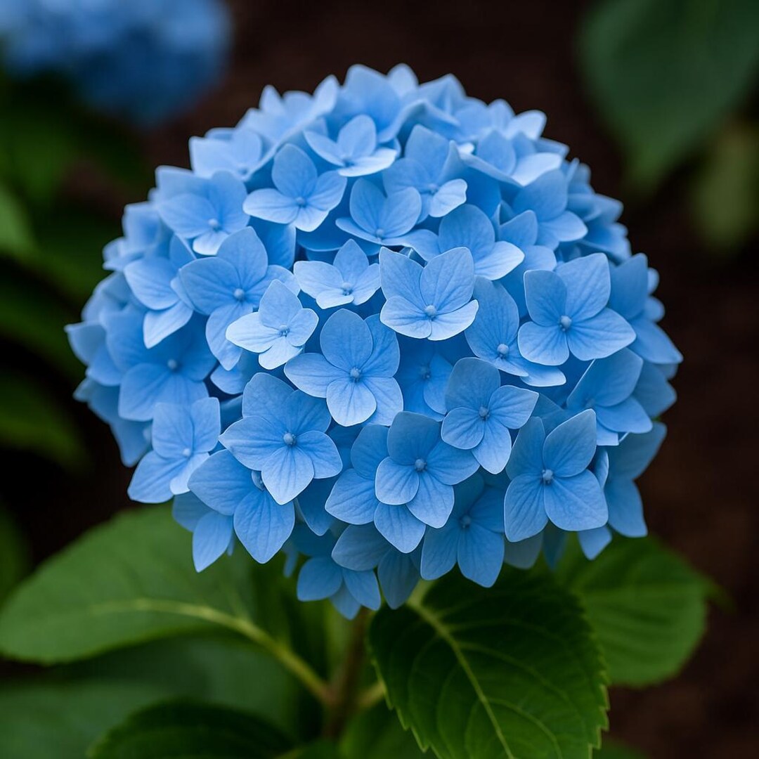5 Blue Hydrangea Perennial Flowers Seeds for Planting - Etsy