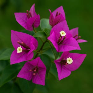 Purple Royal Plant Care - Etsy