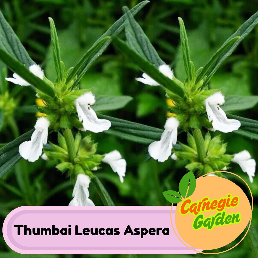 5 Thumbai Leucas Aspera Plant Seeds - Etsy