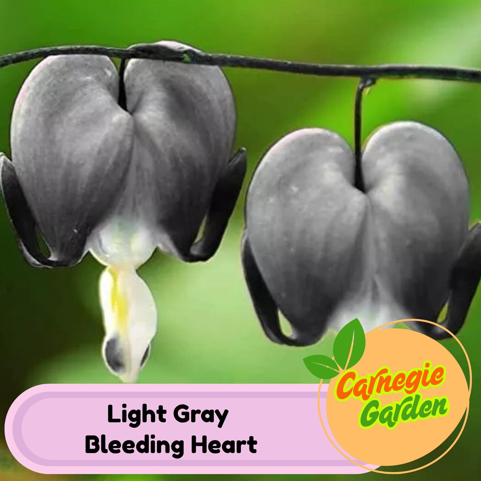 25 Light Gray Bleeding Heart Dicentra Spectabilis Shade Flower Seeds - Etsy