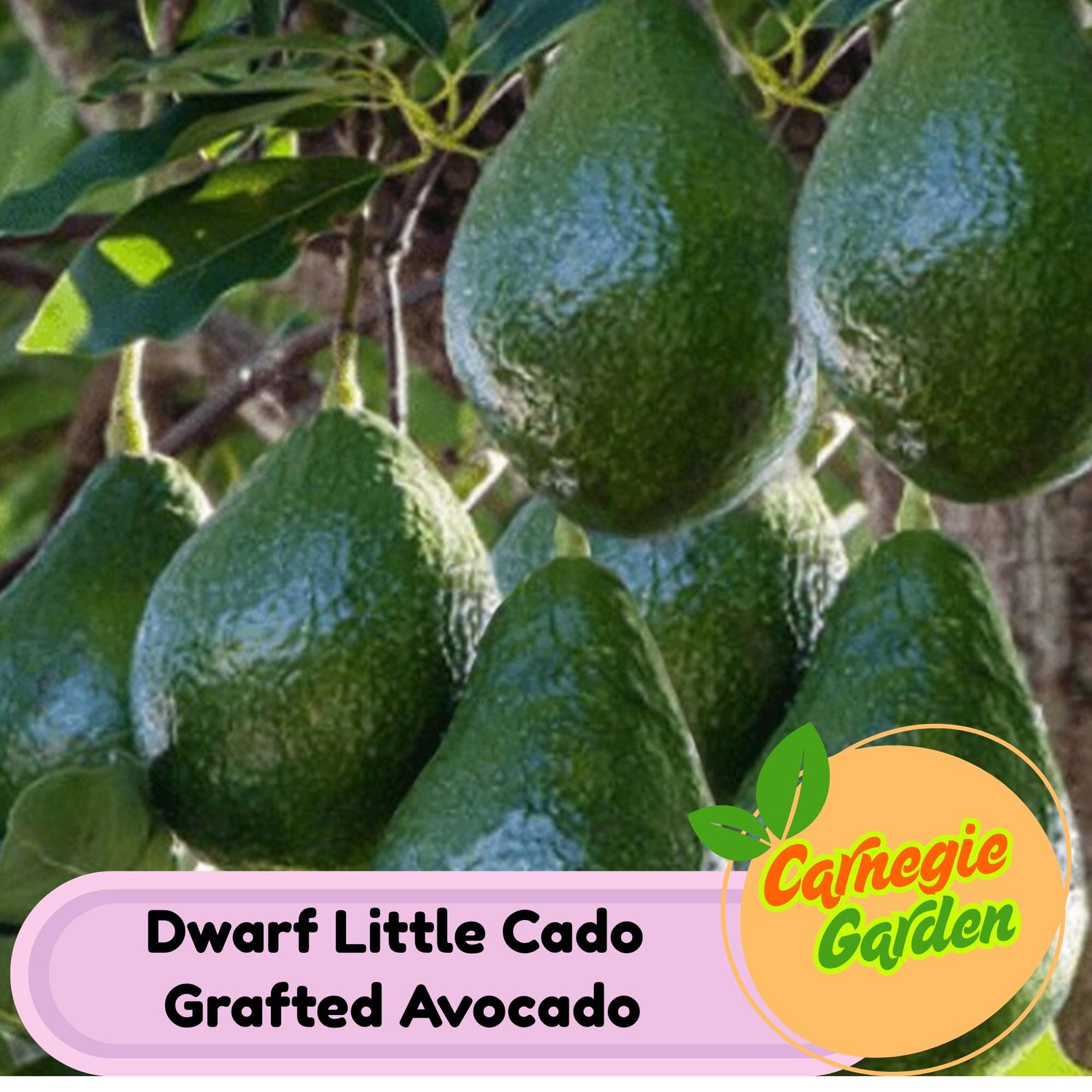 Dwarf Avocado Little Cado Grafted Fruit Tree Plants - Etsy
