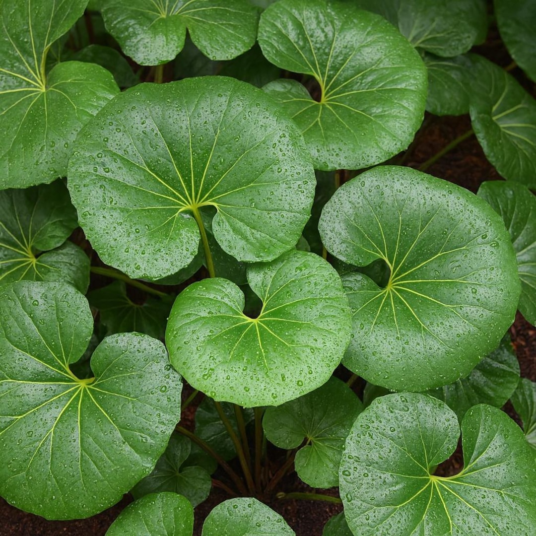 5 Farfugium Japonicum Giant Leopard Gigantea Plant Seeds - Etsy