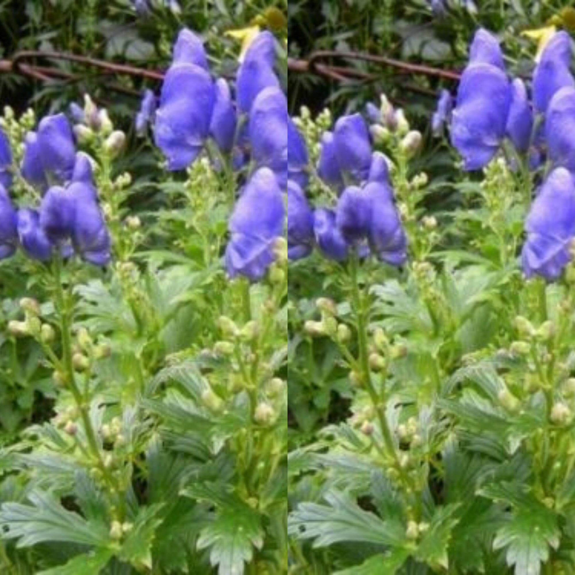 5 Monkshood Aconitum Carmichaelii Flower Seeds - Etsy
