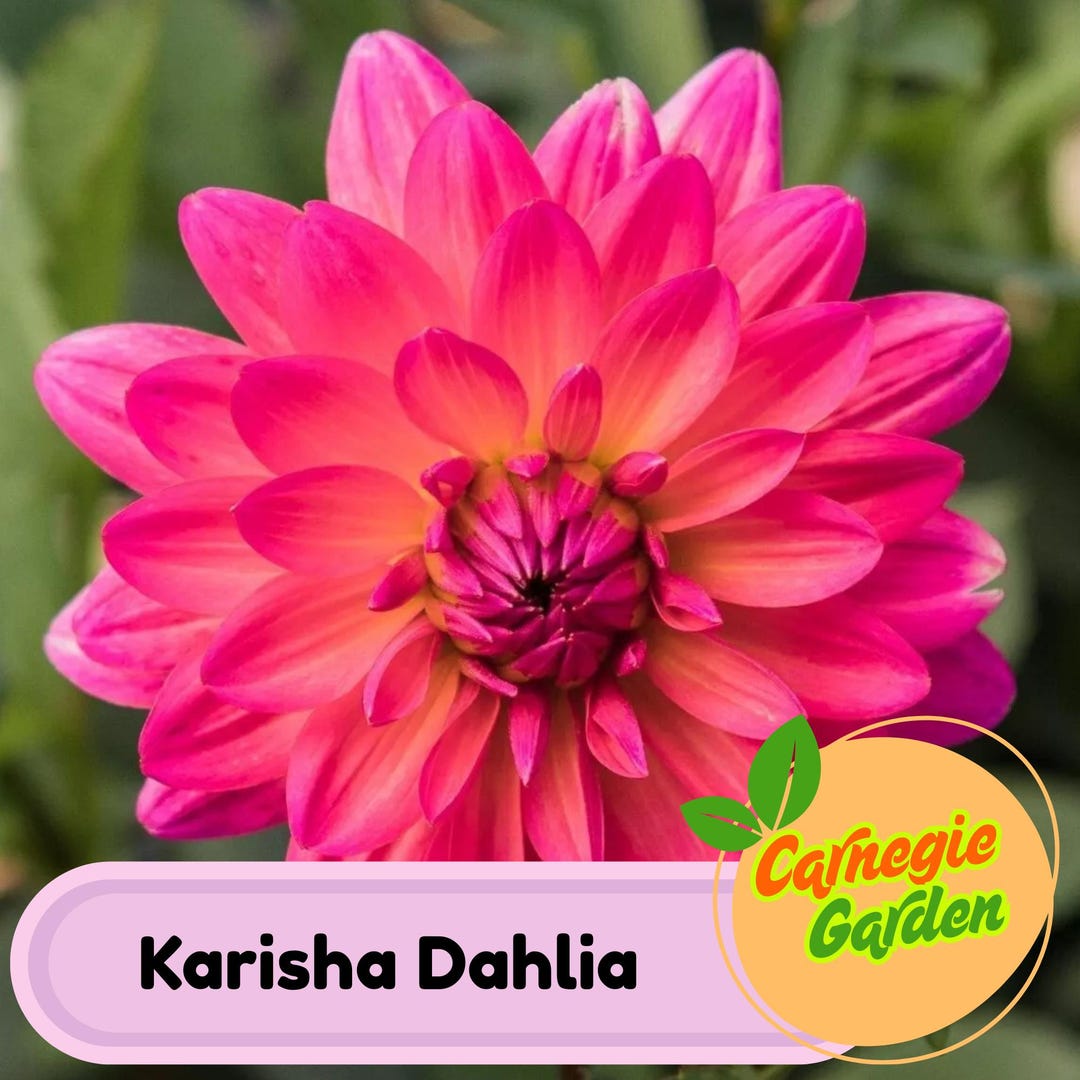 25 Karisha Dahlia Flowers Seeds - Perennial - Rare Colorful Blooms ...