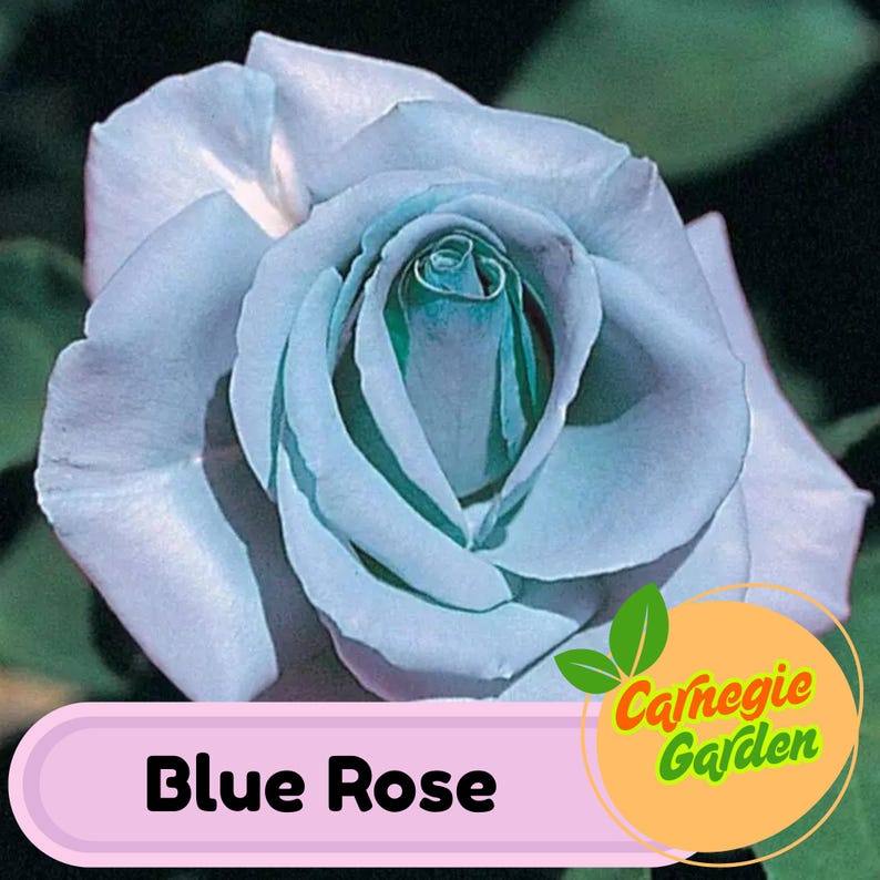 10 Blue Rose Bush Perennial Flowers Seeds - Etsy