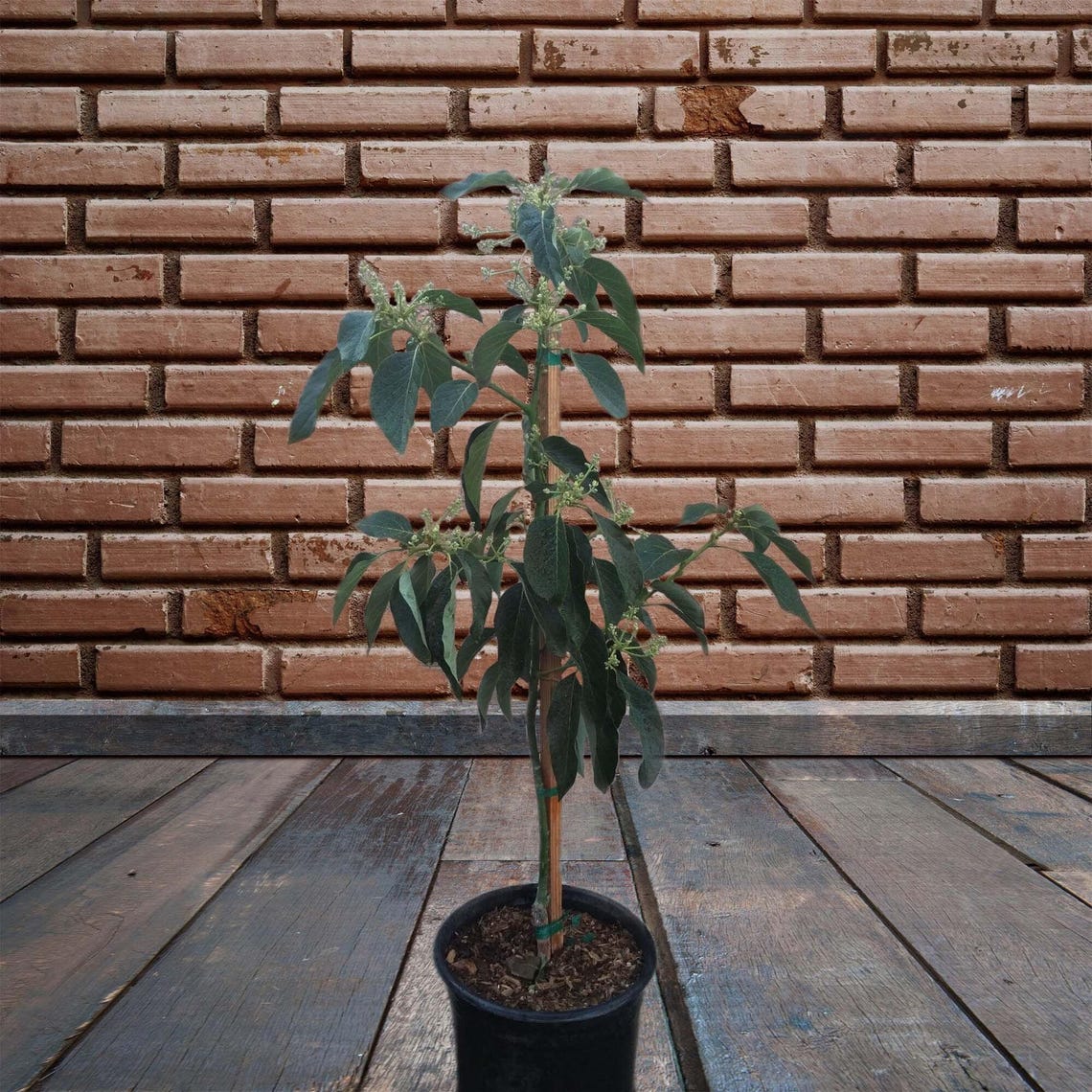 Dwarf Avocado Little Cado Grafted Fruit Tree Plants - Etsy