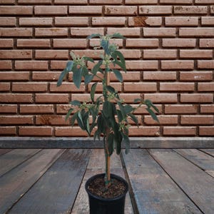 Dwarf Avocado Little Cado Grafted Fruit Tree Plants - Etsy