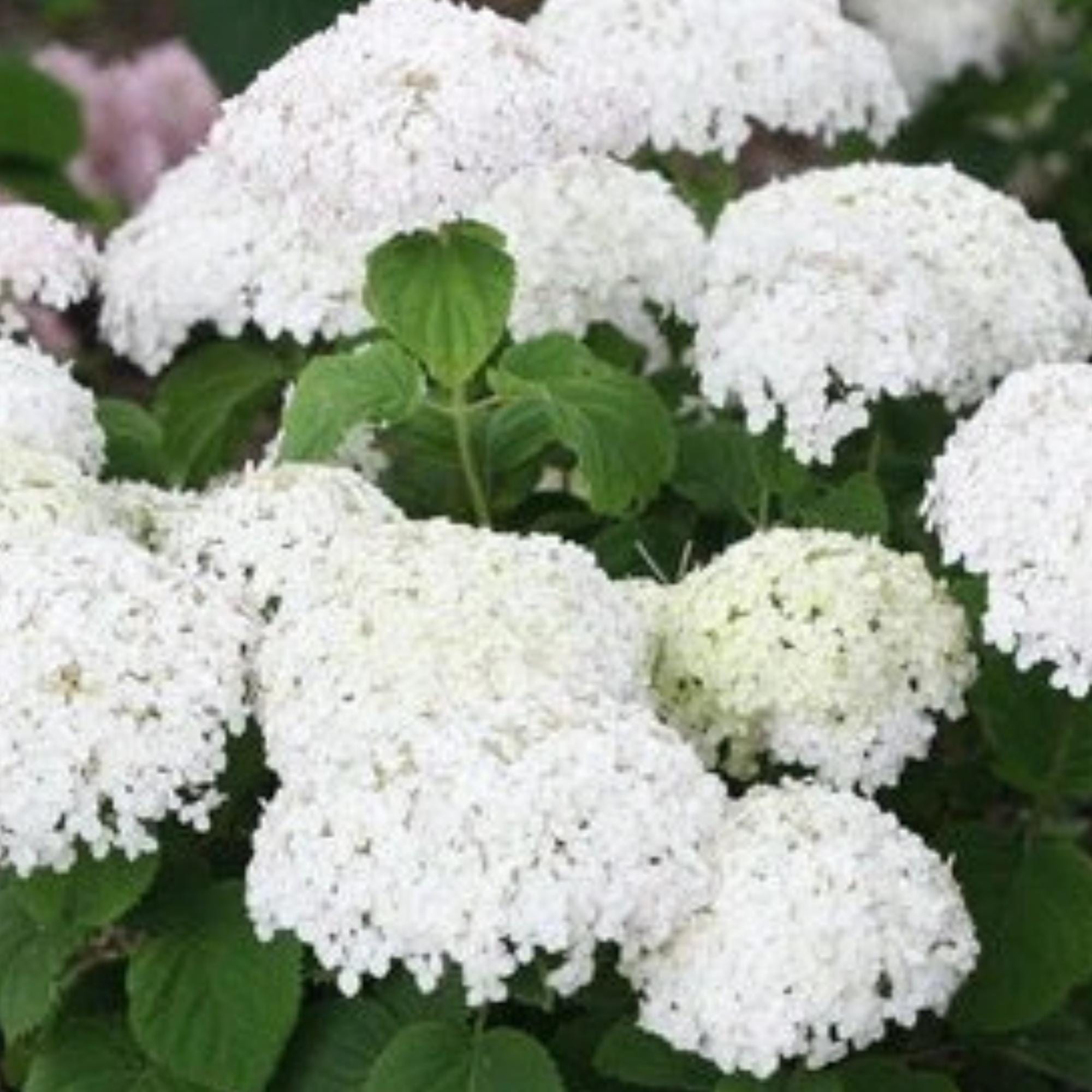 5 Wee White Hydrangea Perennial Flowers Seeds - Etsy
