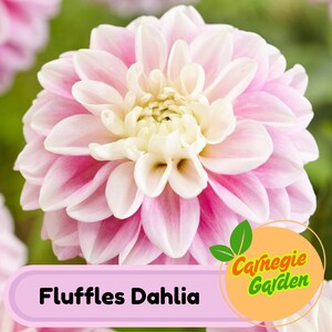 25 Fluffles Dahlia Flowers Seeds - Perennial - Rare Colorful Blooms ...