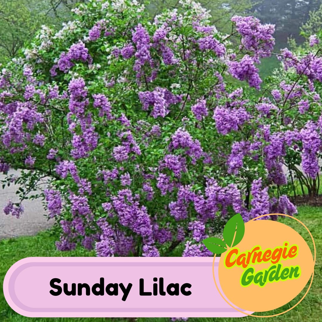 25 Lilac Sunday Lilac Tree Fragrant Hardy Perennial Flowers Seeds - Etsy