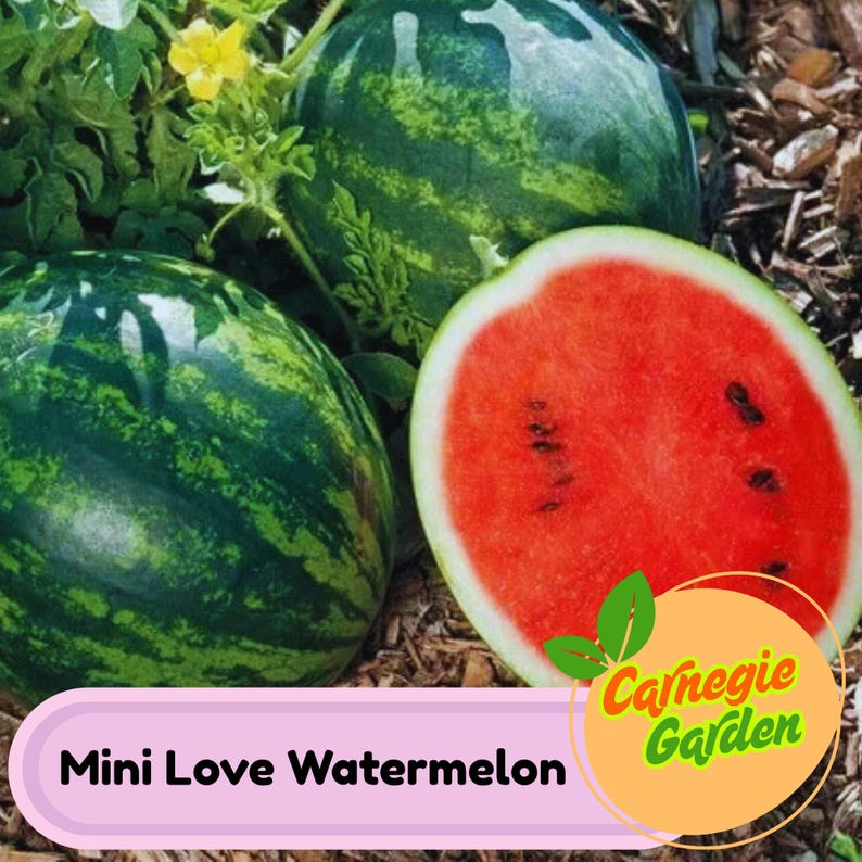 50+ Mini Love Watermelon Seeds for Garden Planting - Etsy