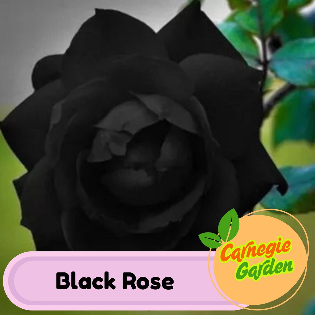 10 Black Rose Bush Perennial Shrub Flowers Seeds - Etsy