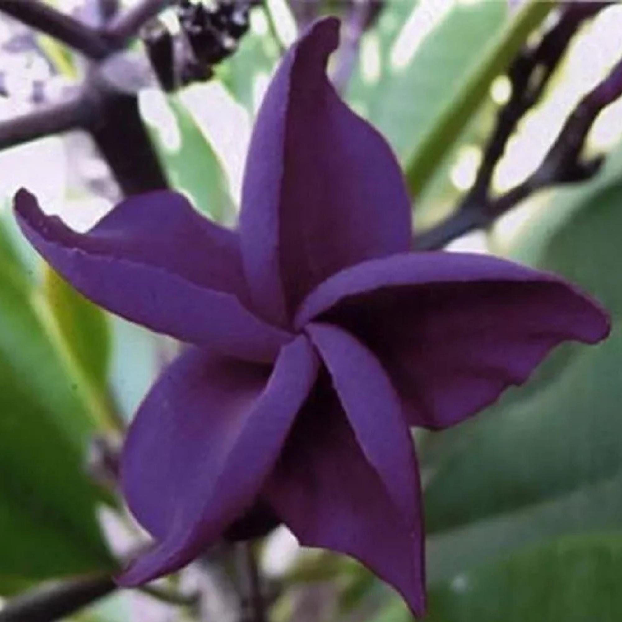 5 Dark Purple Plumeria Lei Hawaiian Perennial Flowers Plants Seeds - Etsy