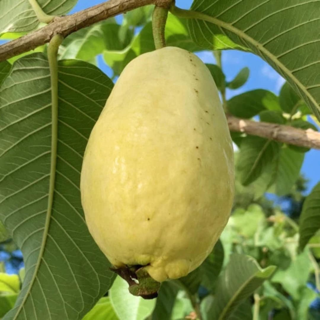 Egyptian Yellow Guava Seeds – Rare Tropical Fruit, Non-gmo (50+ Seeds ...