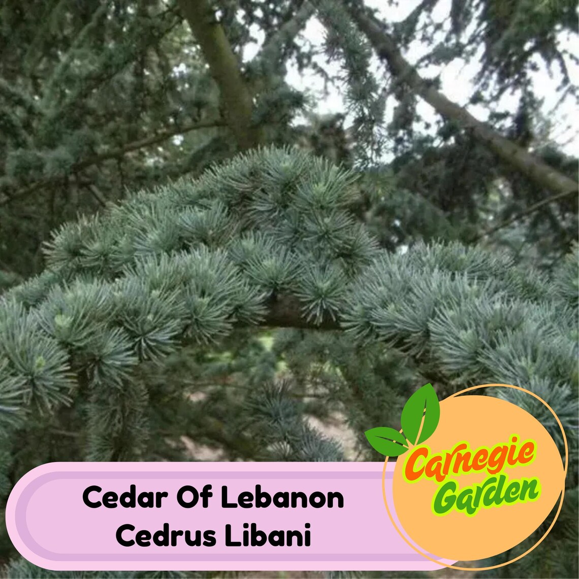 5 Cedar of Lebanon Cedrus Libani Plant Seeds - Etsy