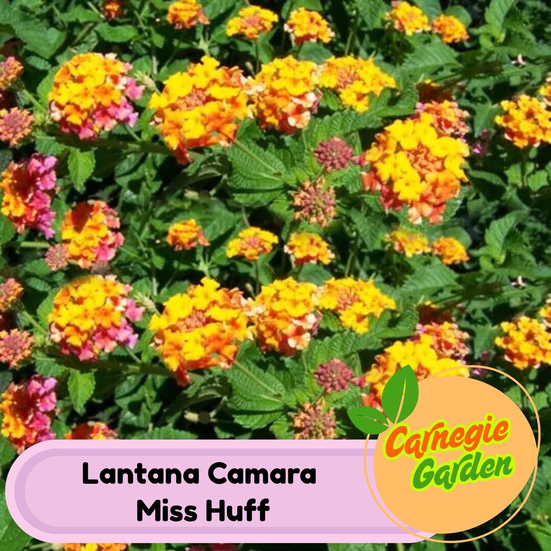 5 Lantana Camara Miss Huff Hardy Lantana Seeds for Planting - Etsy