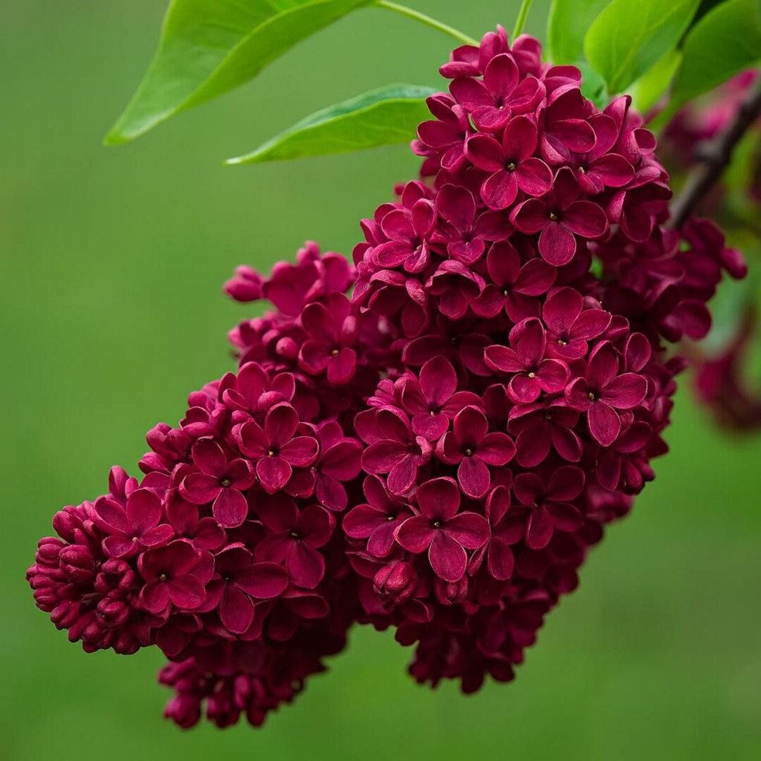 Red French Lilac Seeds: Fragrant Perennial Shrub - Attracts Bees (25 ...