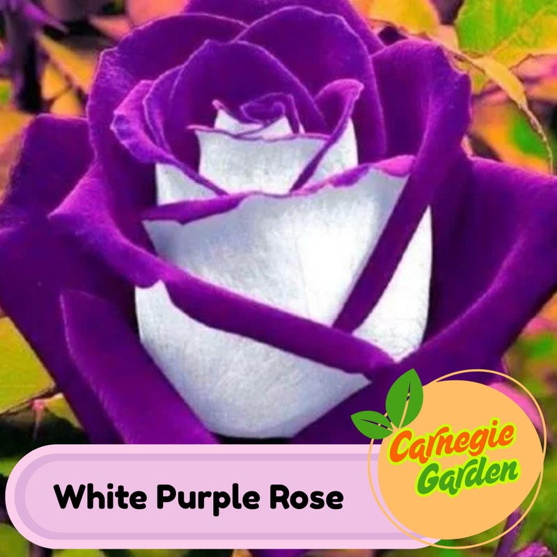 Purple Rose Bush - Etsy