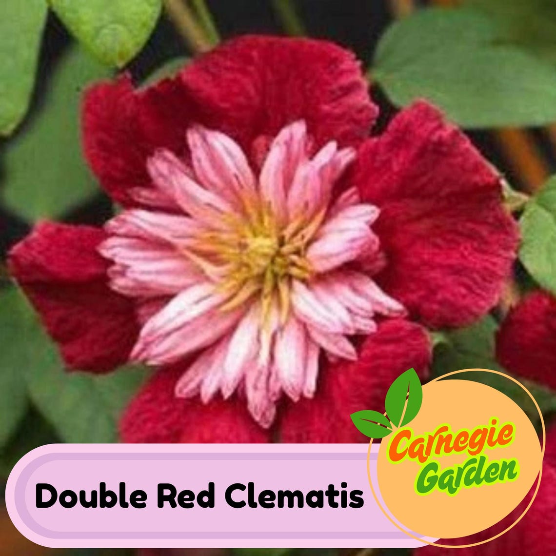 25 Double Red Clematis Large Bloom Climbing Perennial Garden Flower ...