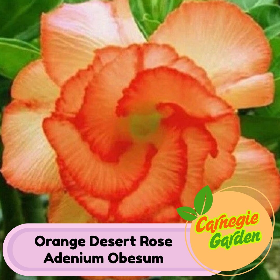 4 Orange Desert Rose Adenium Obesum Perennial Flower Seeds - Etsy