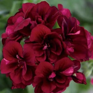 10 Dark Burgundy Geranium Hanging Basket Perennial Flowers Seeds - Etsy