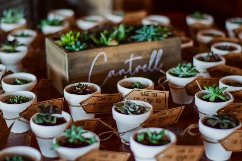 36 Pack 2.5 Inch White Terracotta Clay Pots | Succulents Cactus Plants ...