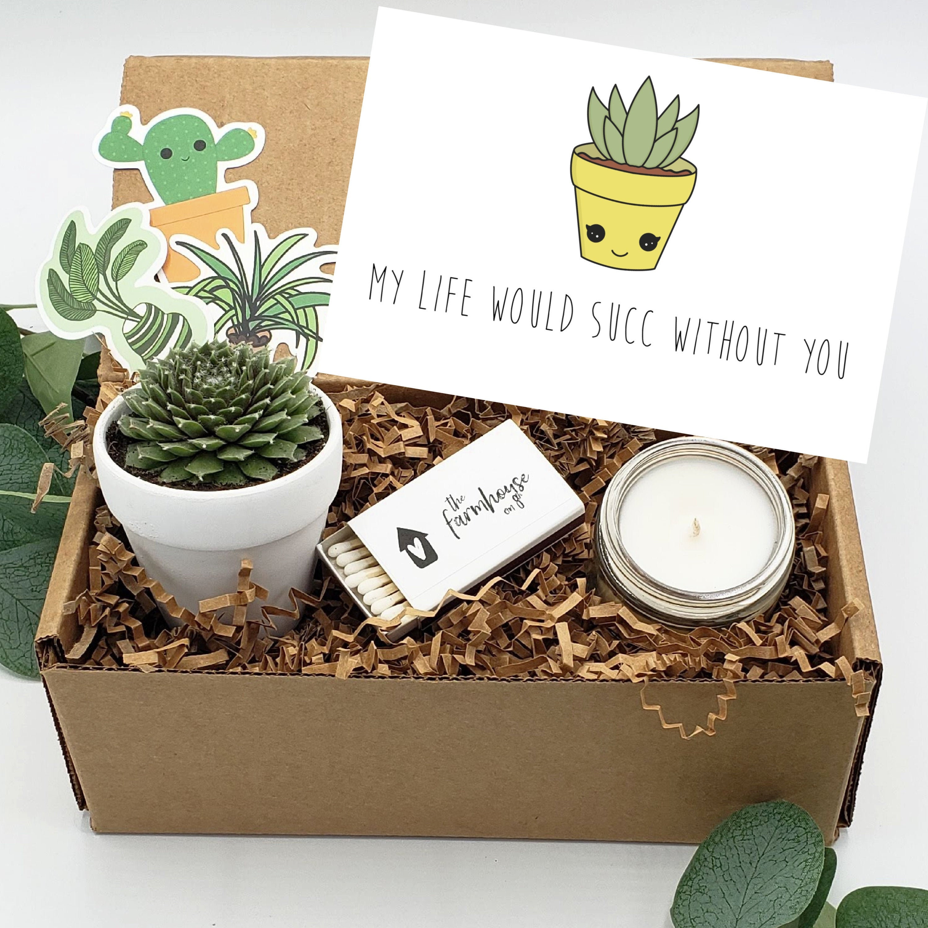 Outdoor & Gardening Plants Happy Birthday Care Package Live Succulent ...