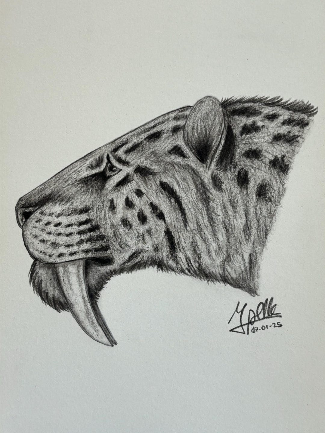Original Charcoal Drawing Smilodon - Etsy