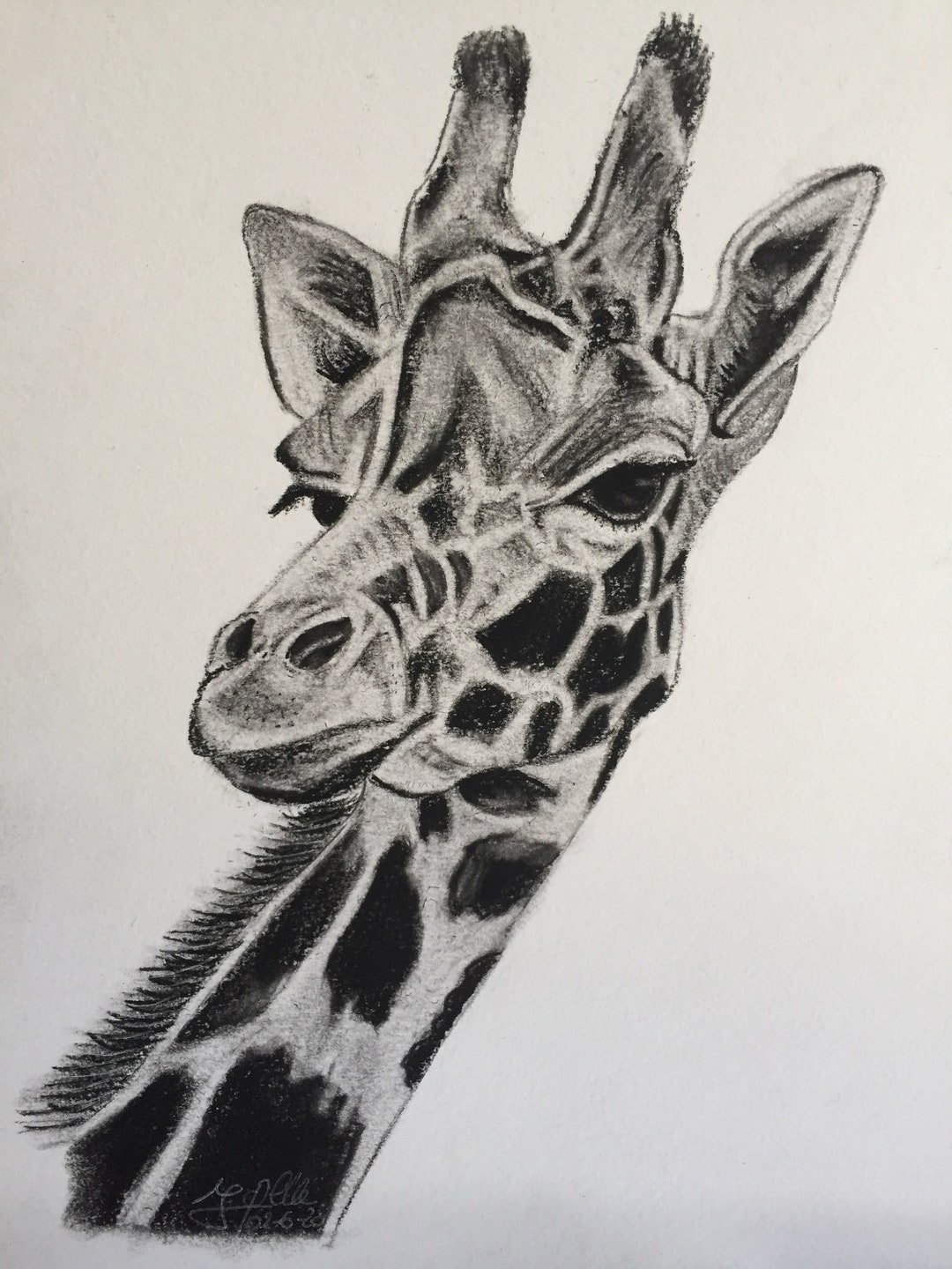 Original Charcoal Drawing Giraffe - Etsy