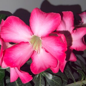Desert Rose adenium Obesum Nice Specimen. - Etsy