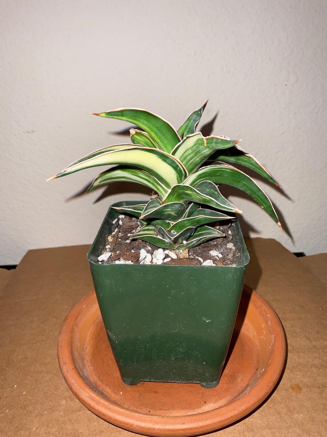 Sansevieria Lavranos 23251 Variegated - Etsy