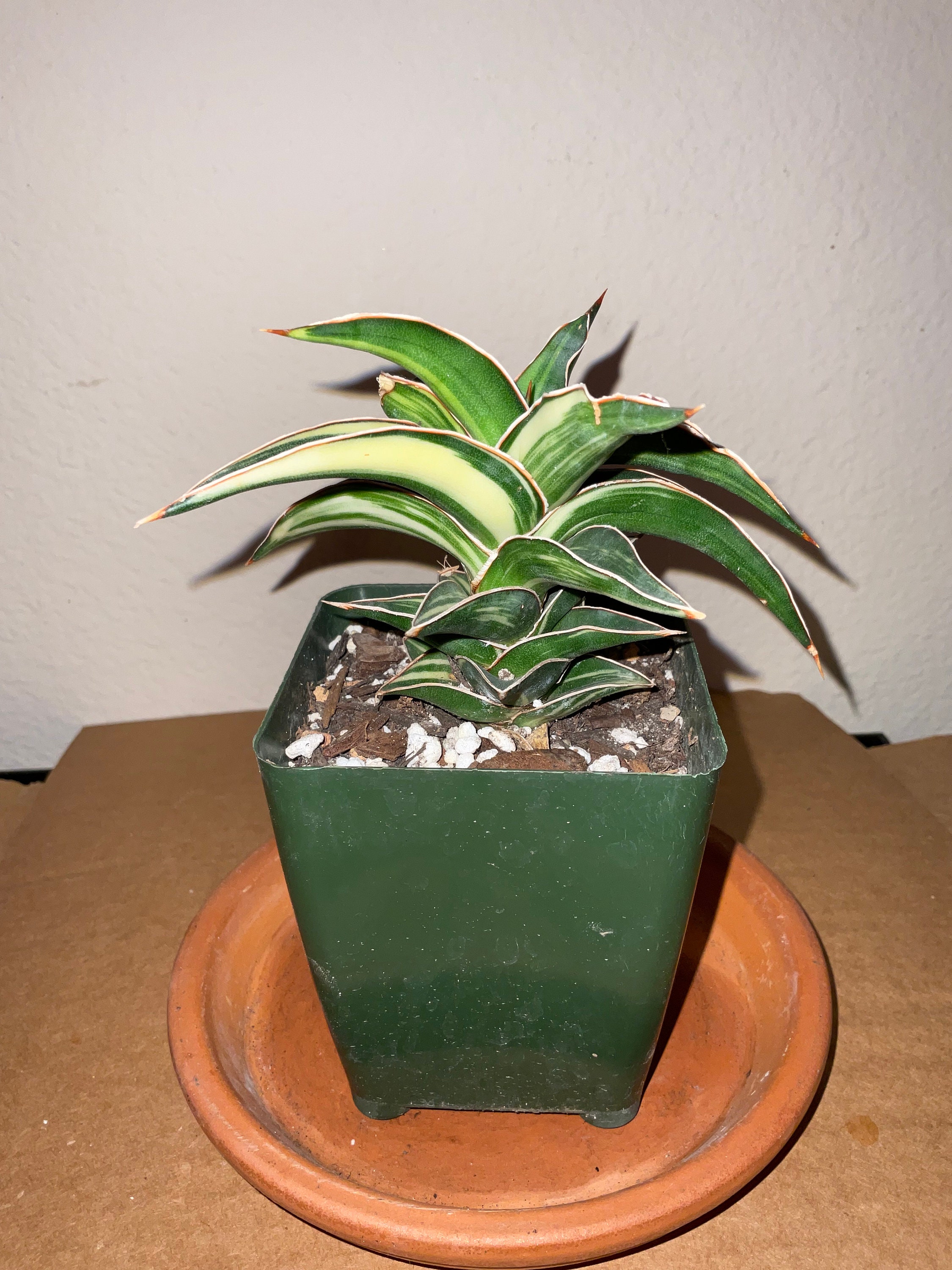 Sansevieria Lavranos 23251 Variegated - Etsy
