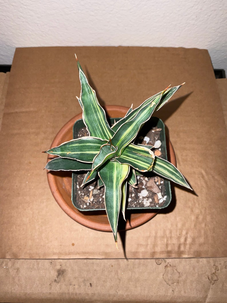 Sansevieria Lavranos 23251 Variegated - Etsy
