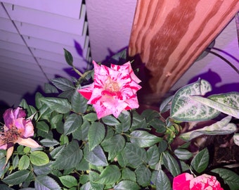 Purple Miniature Rose Plant - Etsy