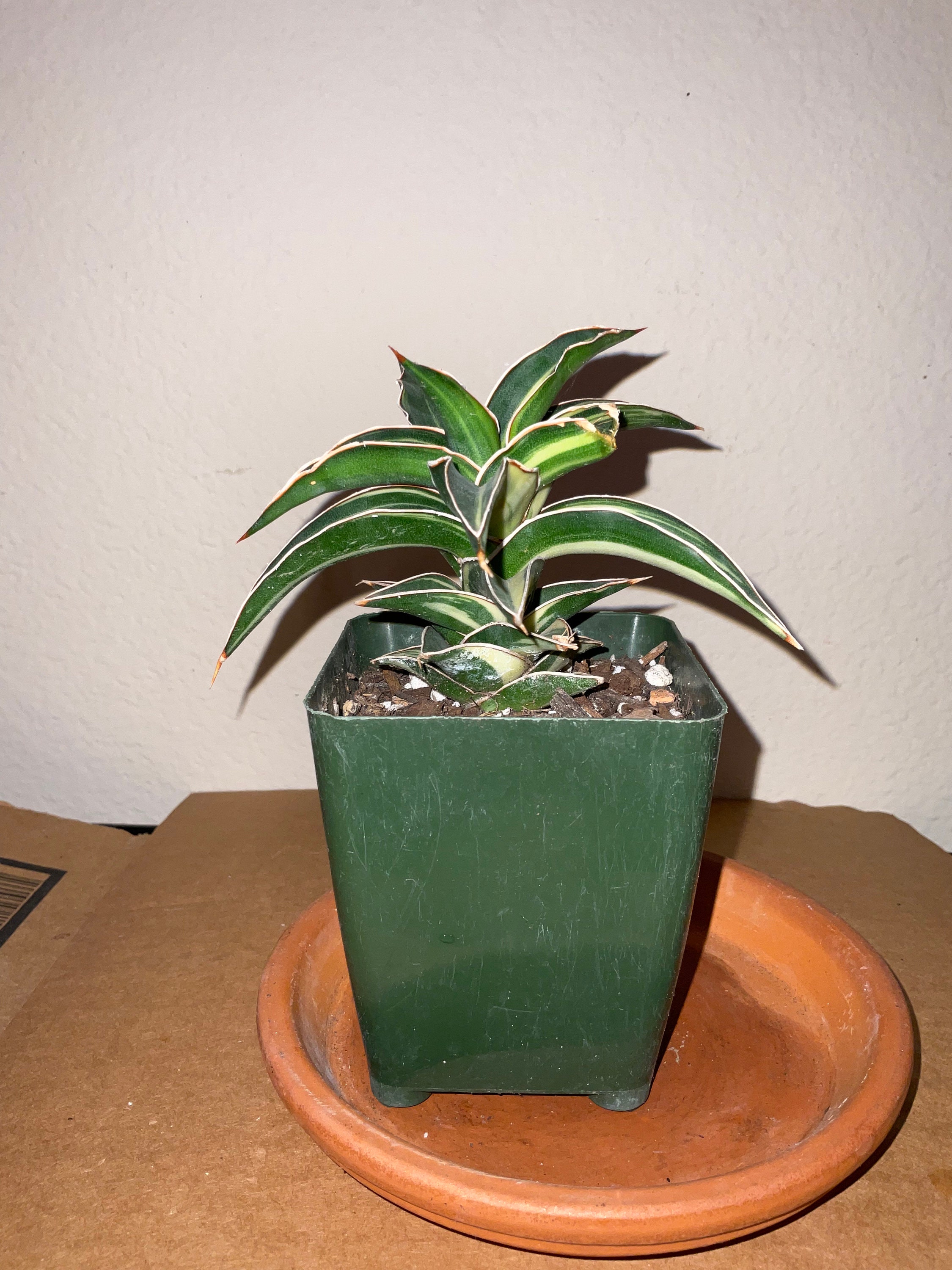 Sansevieria Lavranos 23251 Variegated - Etsy