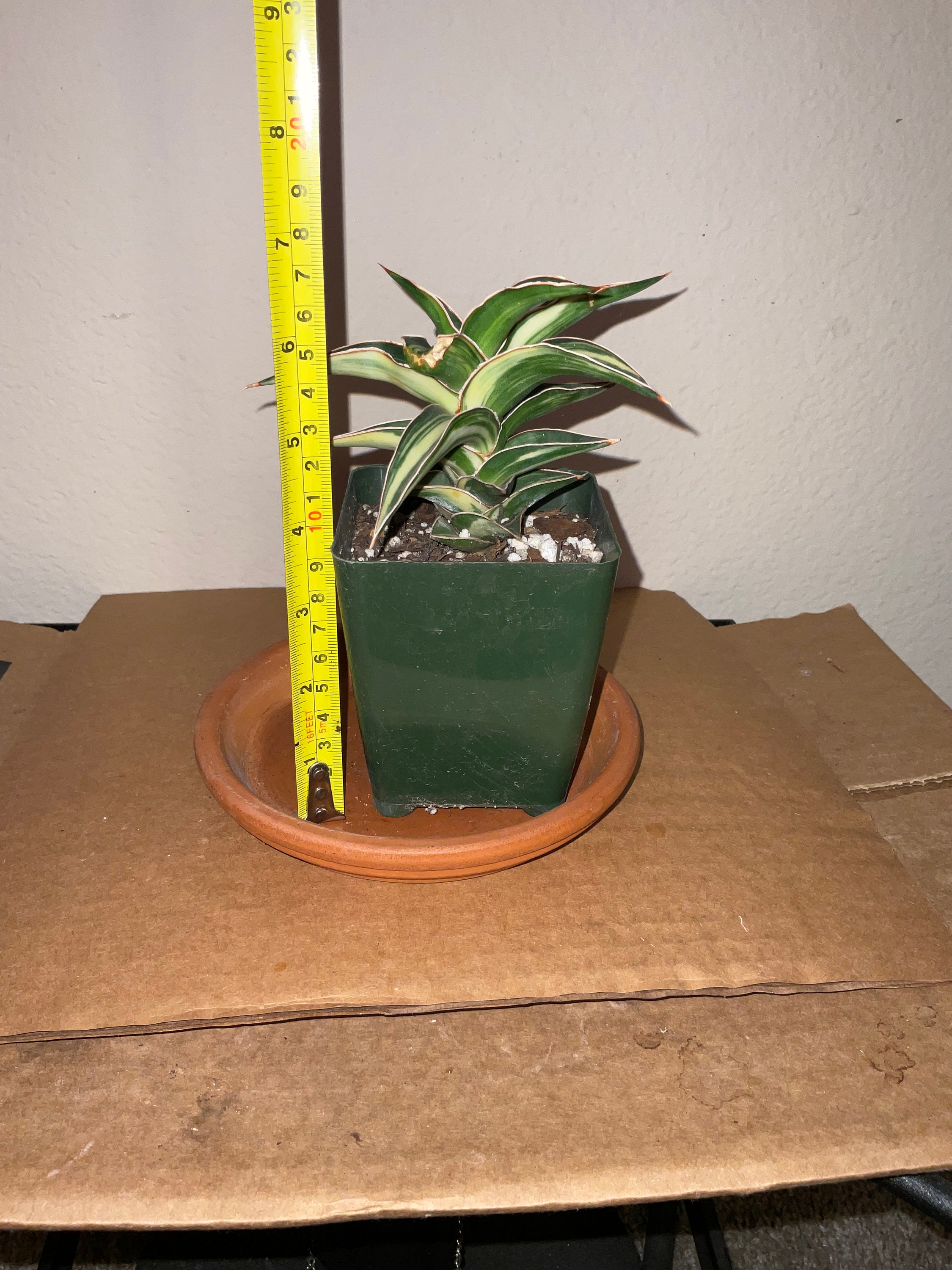 Sansevieria Lavranos 23251 Variegated - Etsy