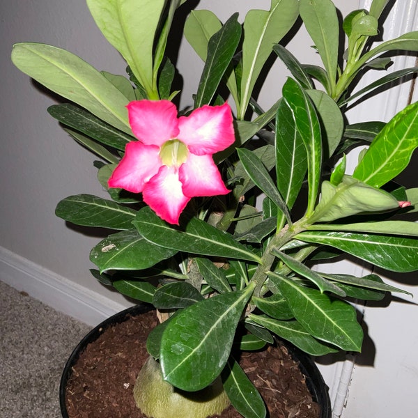 Adenium - Etsy