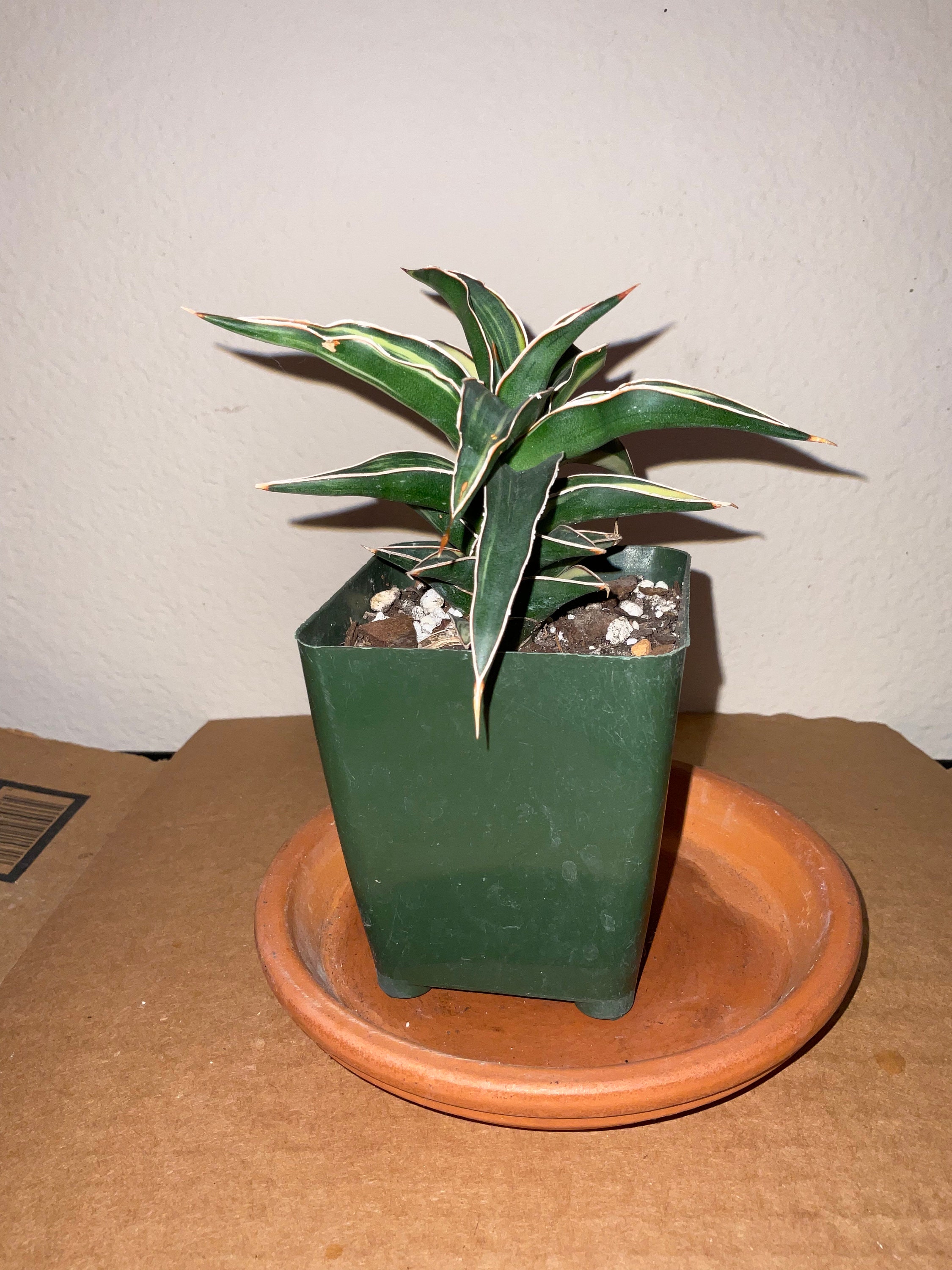 Sansevieria Lavranos 23251 Variegated - Etsy