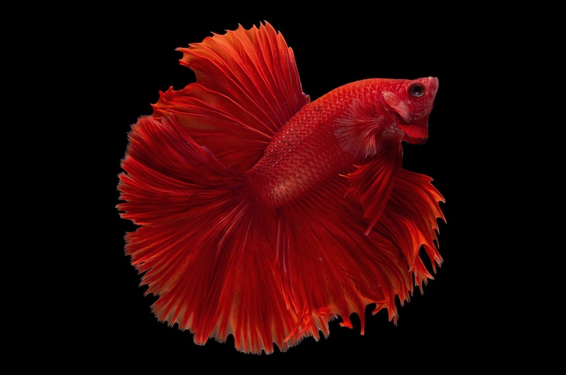 1000 Piece Jigsaw Puzzle for Adults : Halfmoon Betta Fish Pz - Etsy
